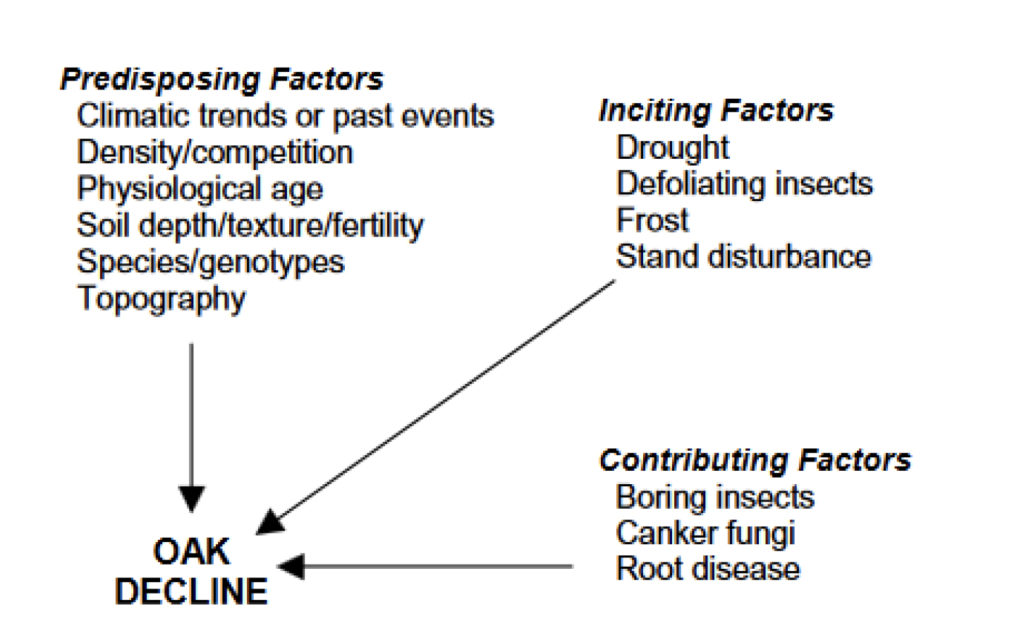 OAK DECLINE IN VIRGINIA – Woodland Stewardship Association